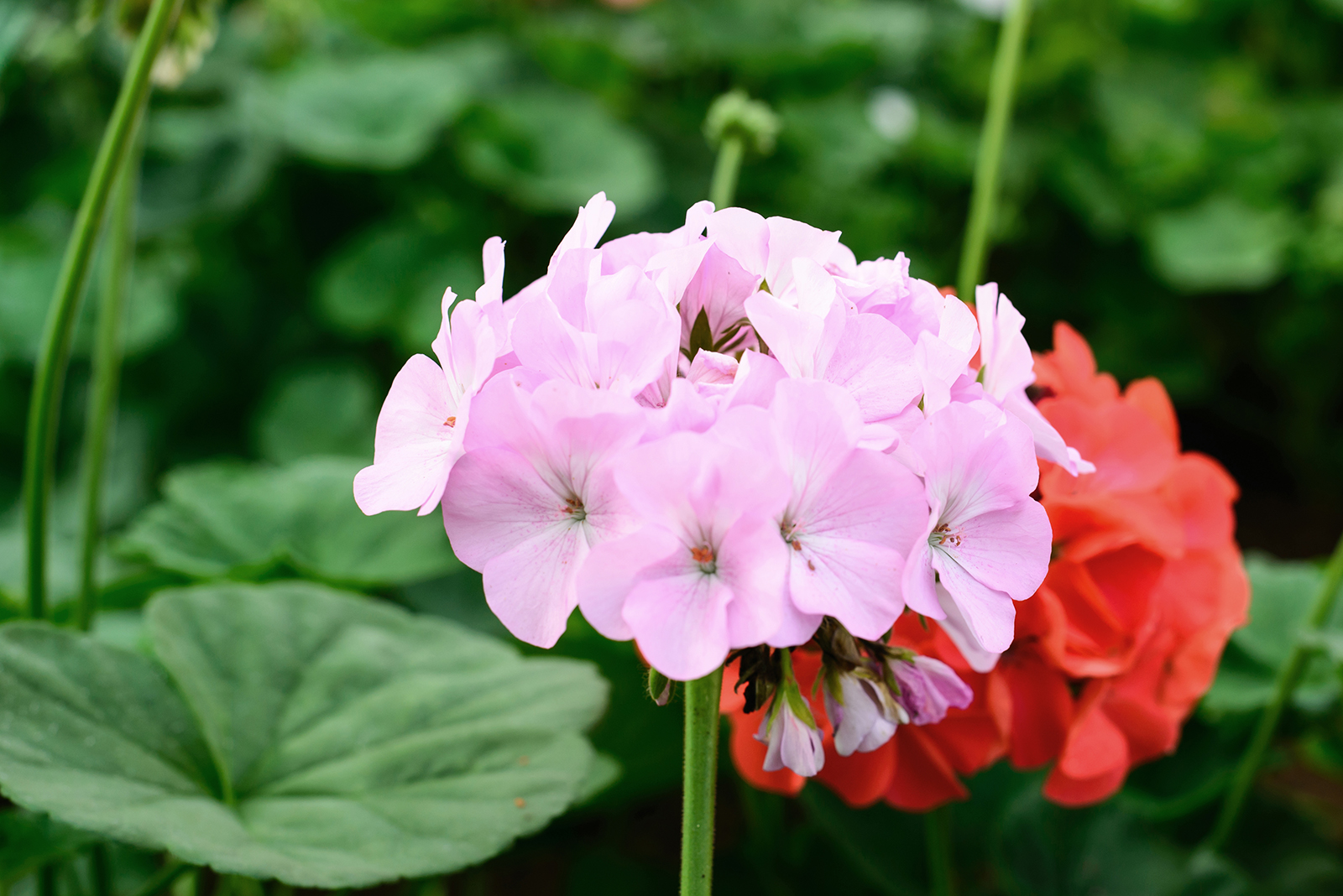 Geranium china reconstitution