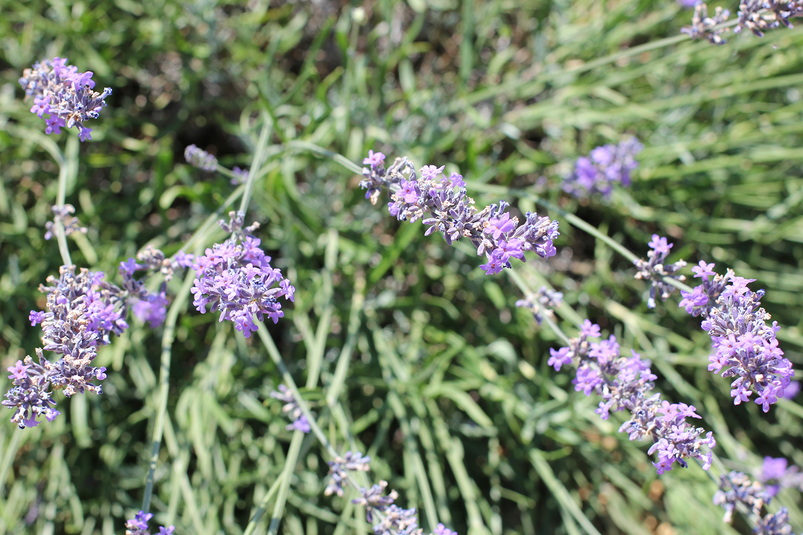 Lavender natural