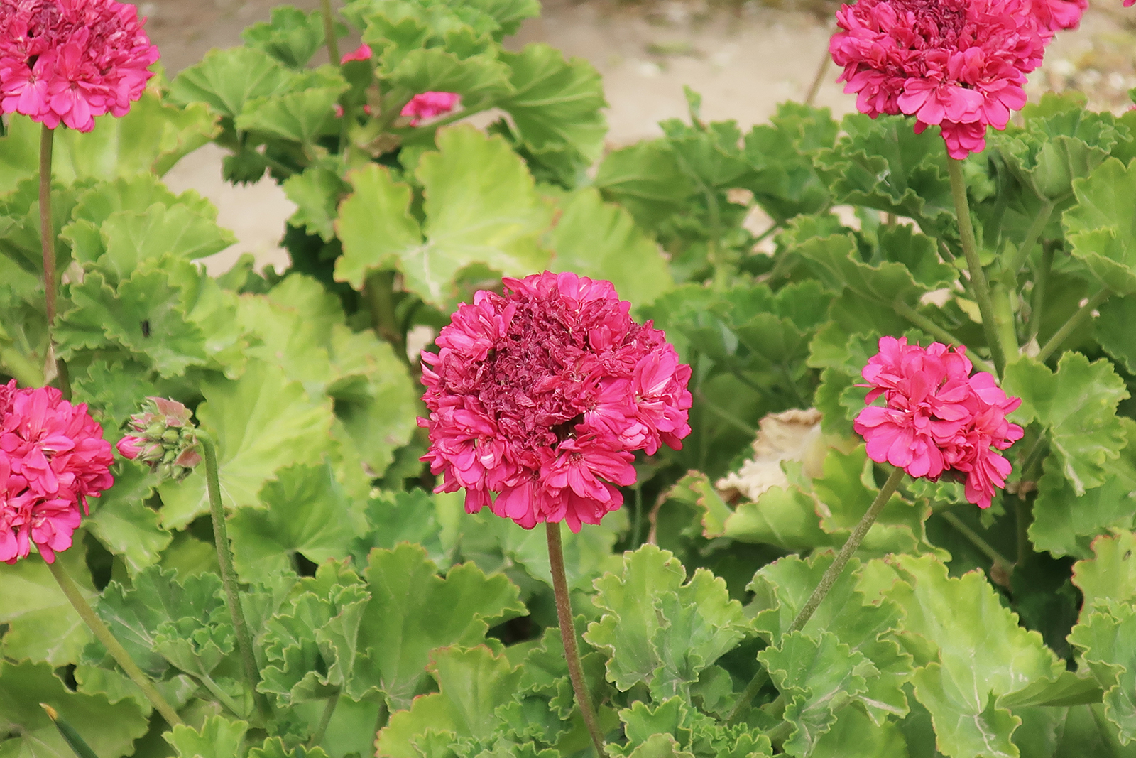 Geranium china essential oil