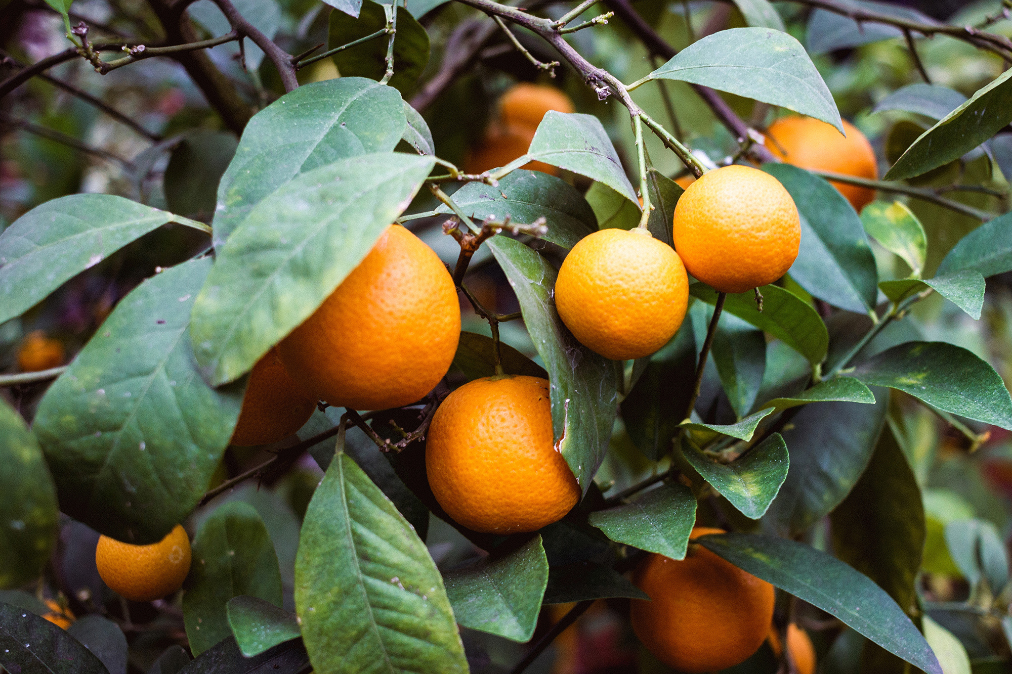 Orange pera 10x essential oil