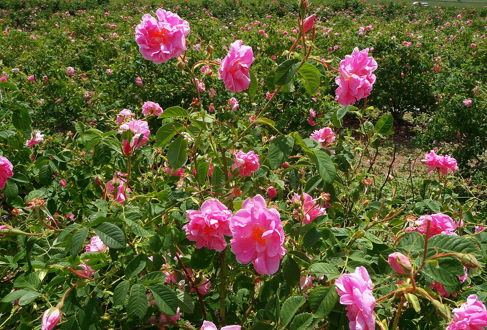 Rose bulgarian essential oil