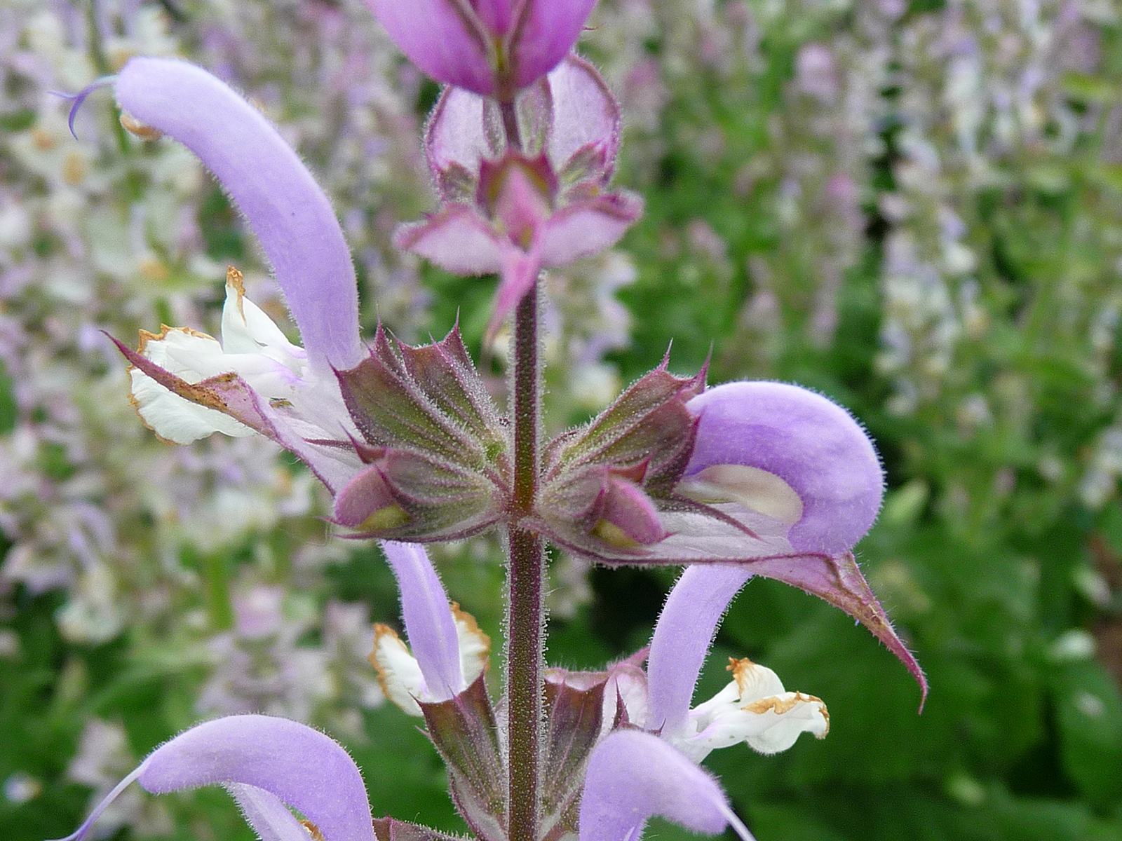 Organic salvia officinalis aerial part